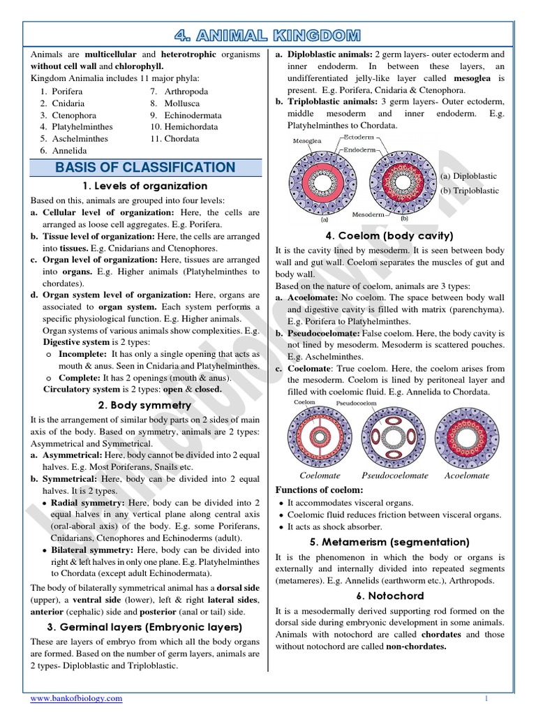 4 Animal Kingdom-Notes - To | PDF | Anatomy | Zoology