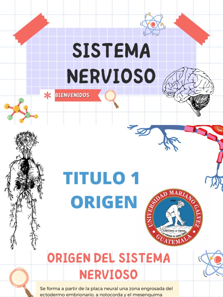 Sistema Nervioso | PDF | Sistema nervioso | Nervio