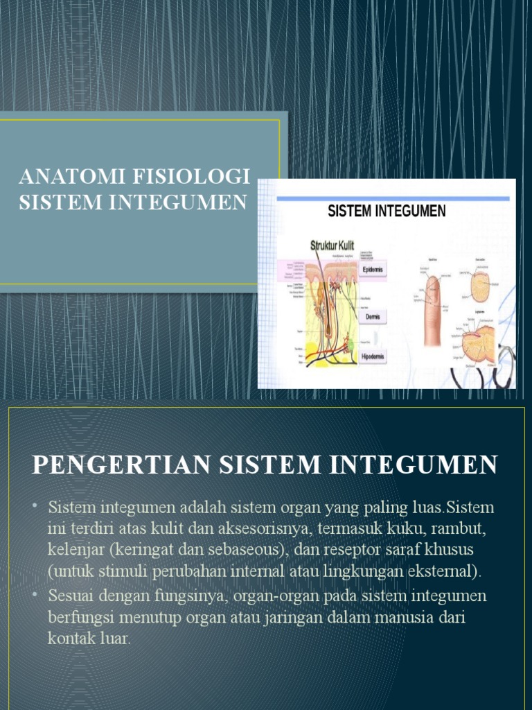 Anatomi Fisiologi Sistem Integumen | PDF