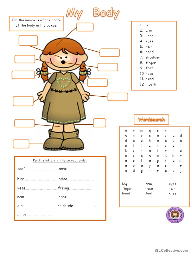 The Body | PDF | Limbs (Anatomy) | Human Anatomy