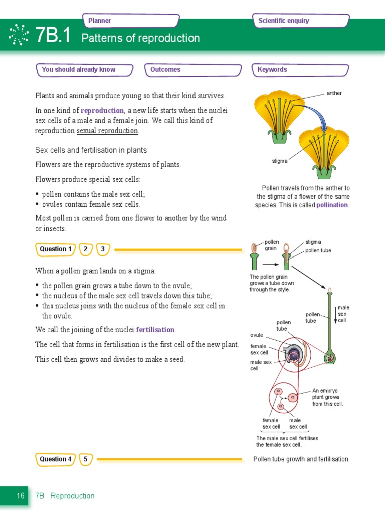 Patterns of Reproduction Page 1 | PDF | Sex | Sexual Reproduction