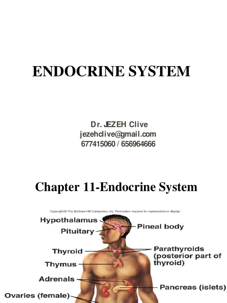 Endocrine System | PDF | Adrenal Gland | Endocrine System