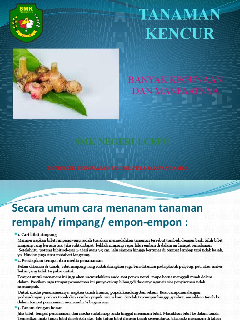 Tanaman Kencur | PDF