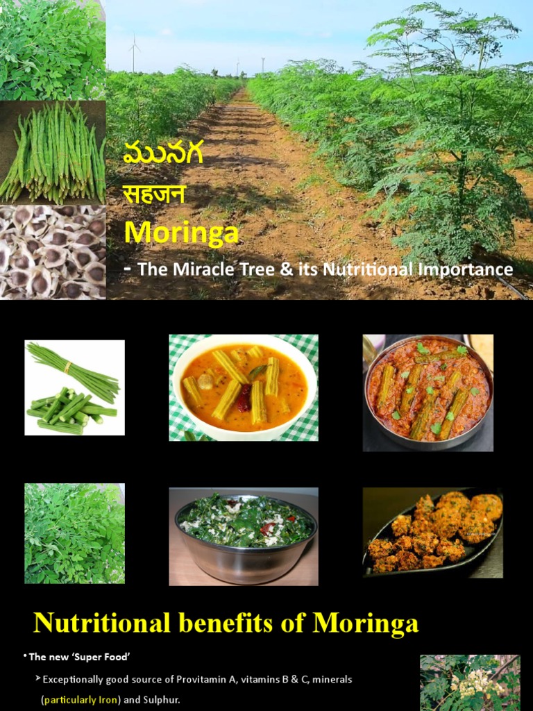 Moringa - DR Kathiresan-NIRDPR | PDF | Seed | Botany