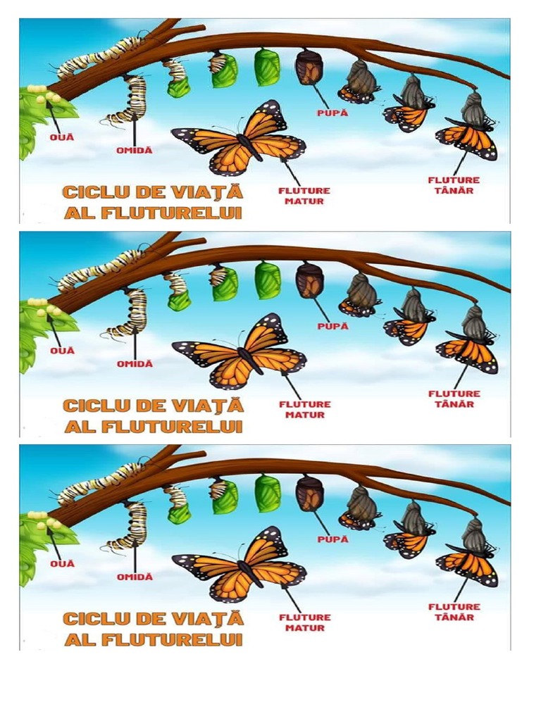 Ciclul de Viata Fluture | PDF