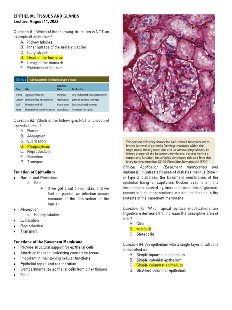 Ana Lecture 1 | PDF | Epithelium | Organ (Anatomy)