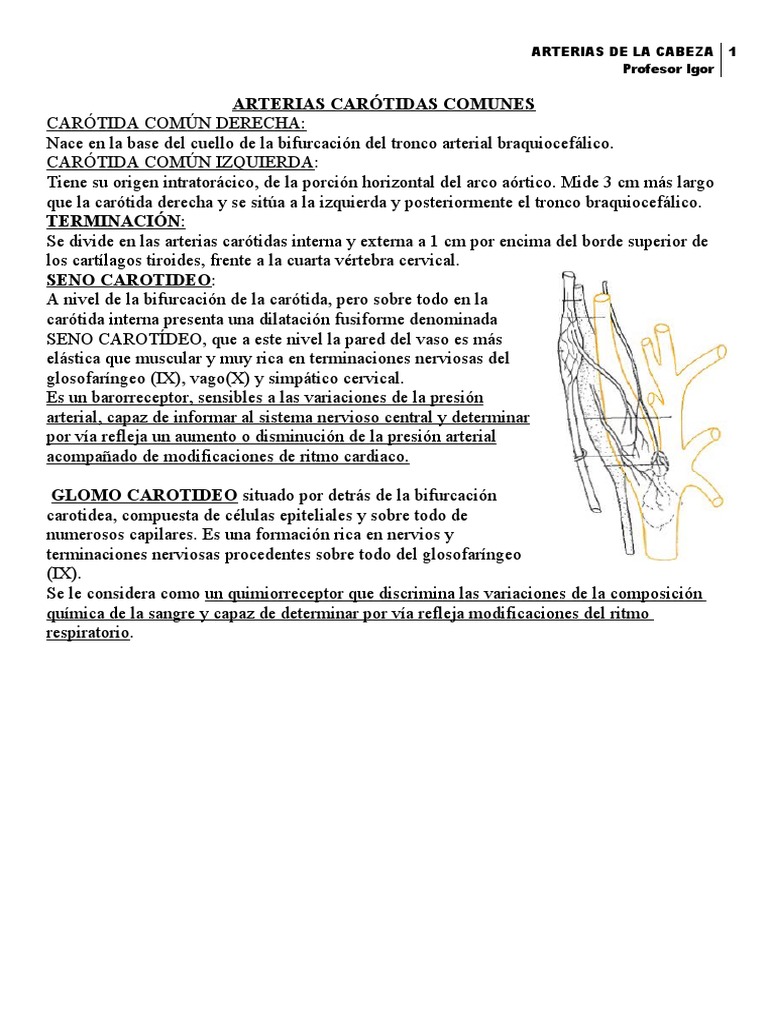 Arterias Carótidas Comunes | PDF