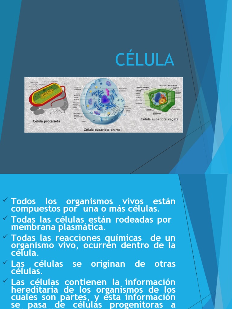 CELULAS Y VIRUS 2022 Farm y Bioq | PDF | Biología Celular) | Las bacterias CELULAS Y VIRUS 2022 Farm y Bioq | PDF | Biología Celular) | Las bacterias