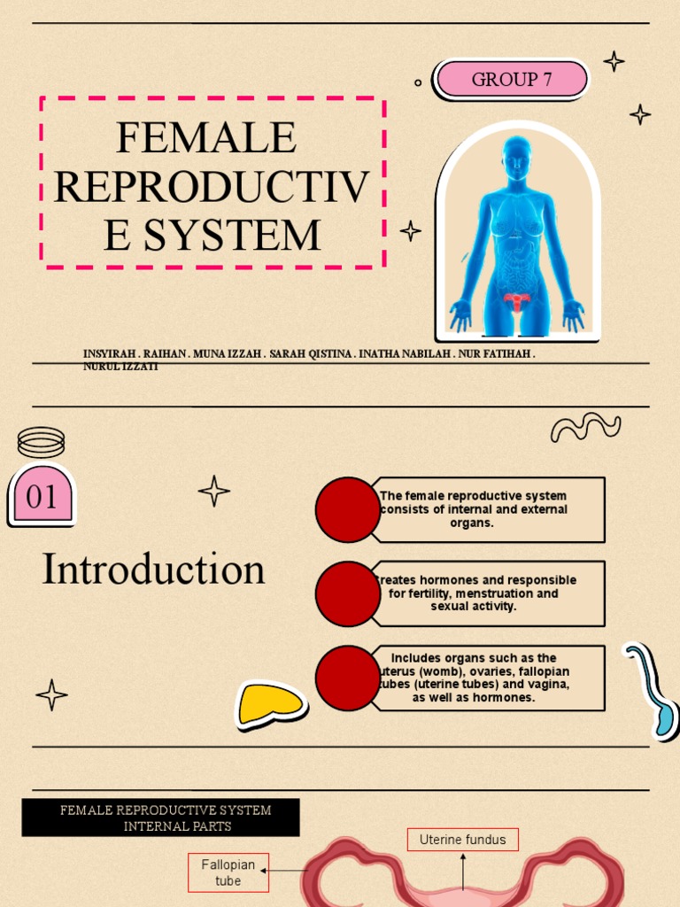 Development of the Female Reproductive System: A Comprehensive Look ...