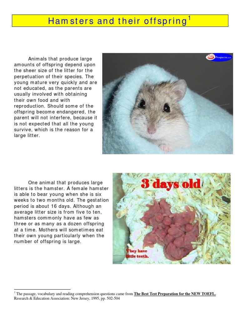 Hamsters and Their Offspring | PDF | Reproduction | Ethology