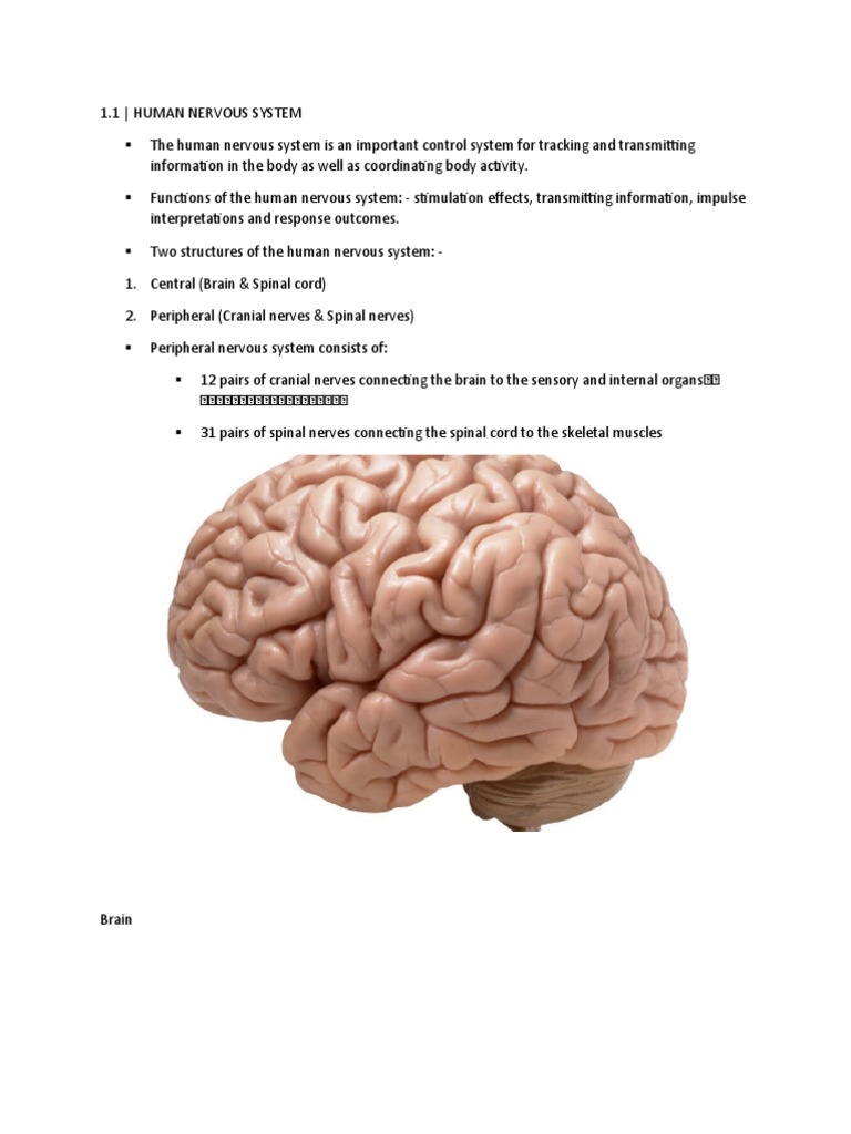 Human Nervous System | PDF