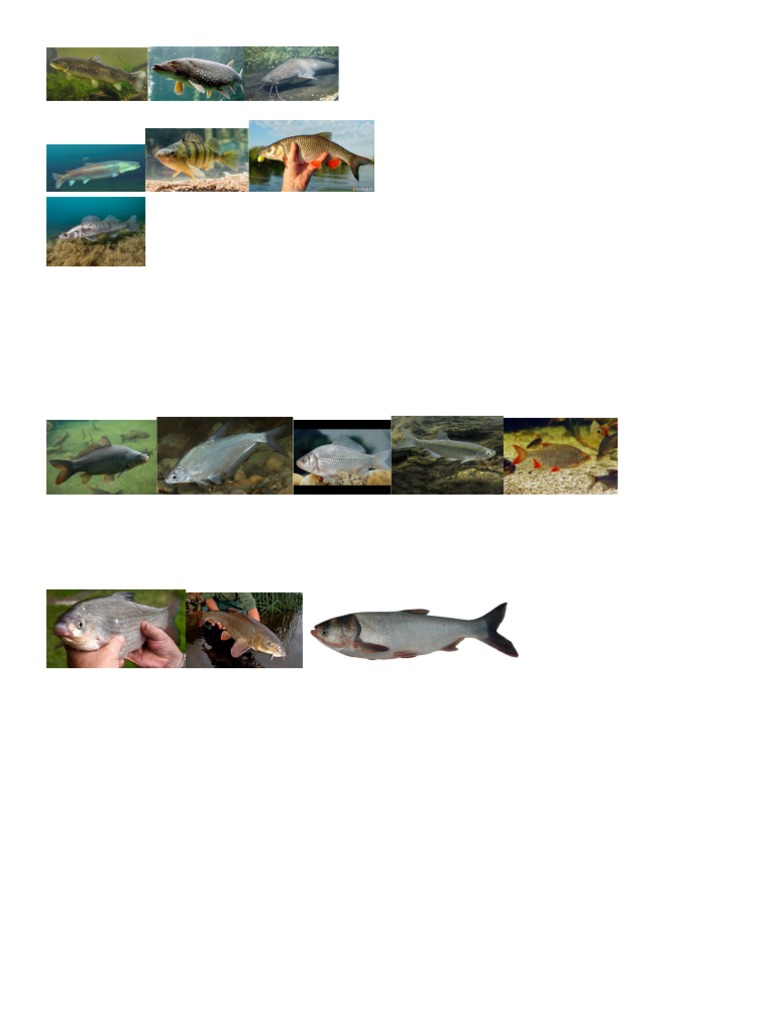 Pesti in Romania | PDF