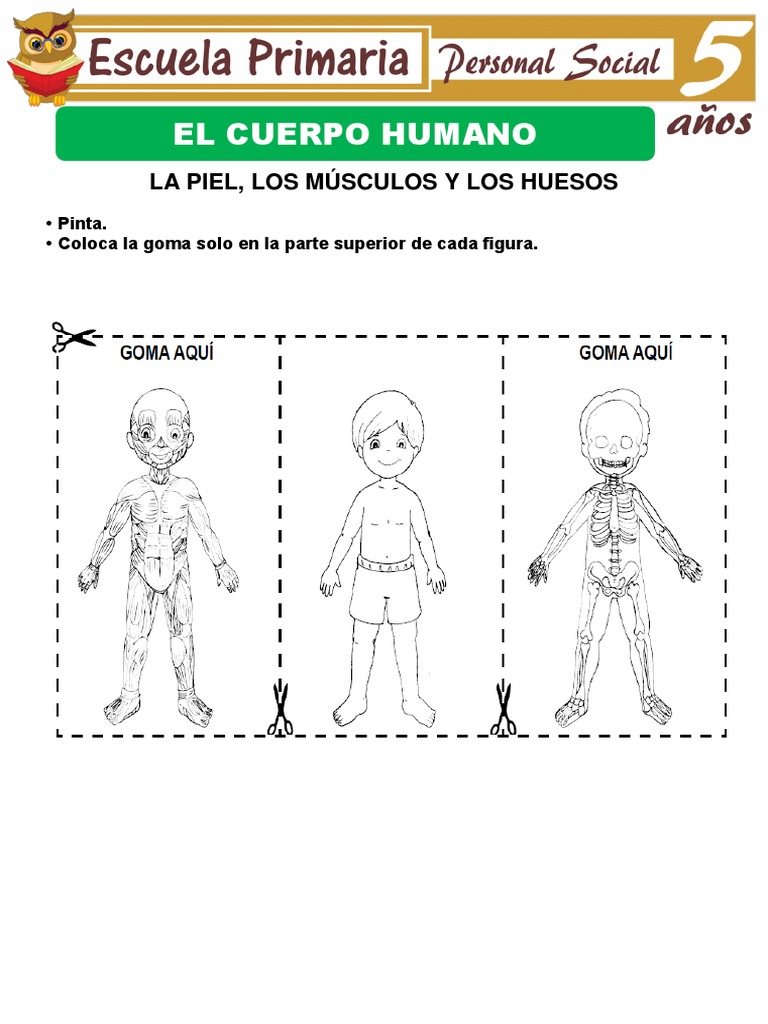 El Cuerpo Humano Para Ninos De Cinco Anos Pdf