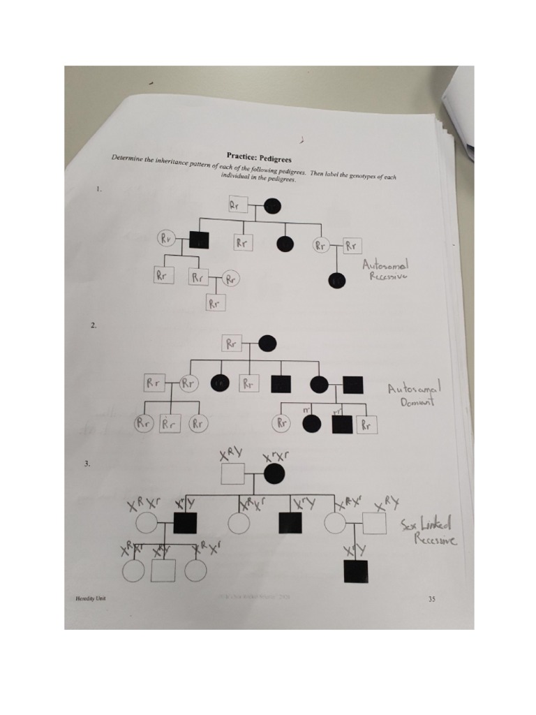 Practice - Pedigree | PDF