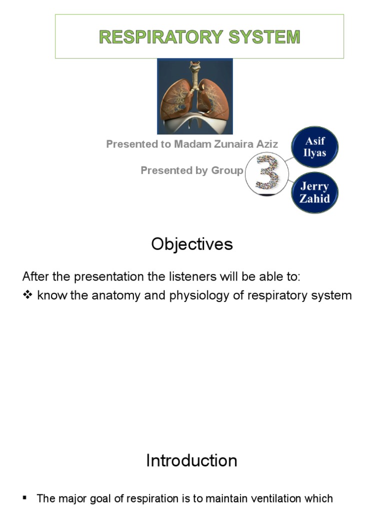 172 Anatomy Resp System | PDF | Lung | Respiratory System