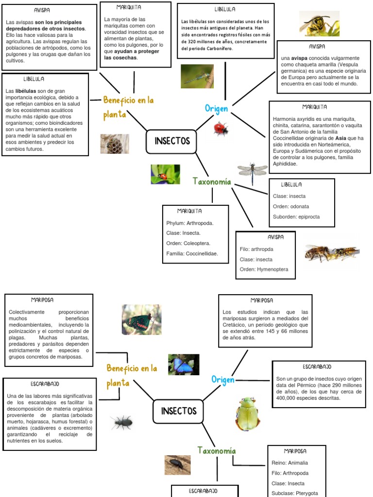 Insectos Mapa Mental | PDF | Coccinellidae | Insectos