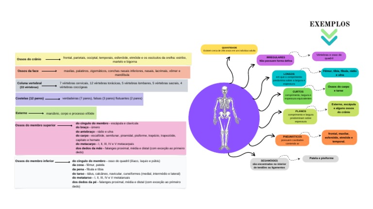 Mapa Mental - (Sistema Esquelético) | Download grátis PDF | Osso | Sistema Locomotor