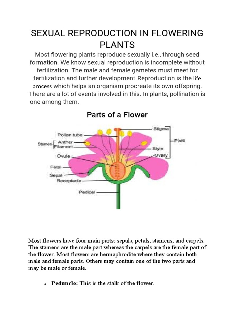 Sexual Reproduction in Flowering Plants | PDF | Flowers | Pollination
