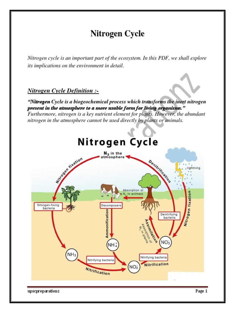 Nitrogen Cycle Diagram Worksheet