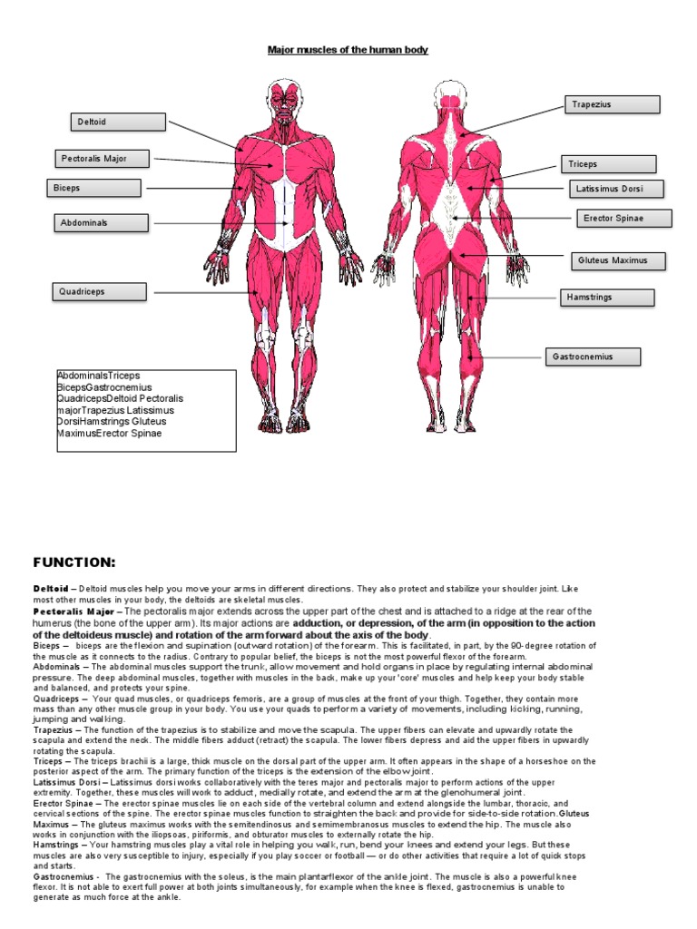 Muscles Worksheet | PDF | Anatomical Terms Of Motion | Musculoskeletal ...