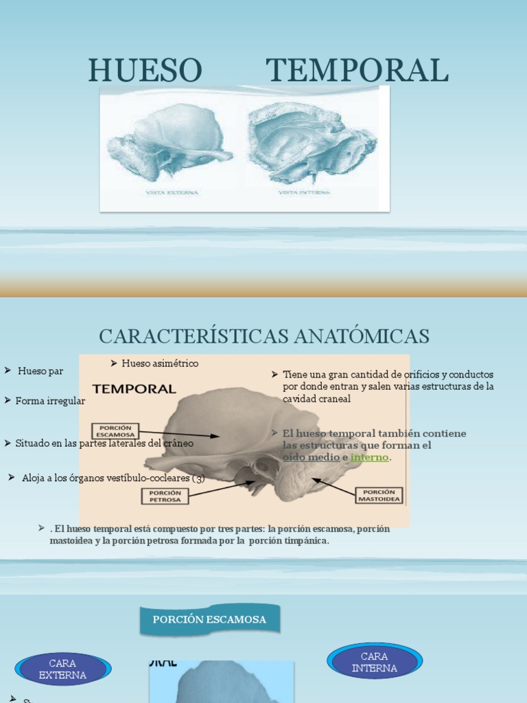 Hueso Temporal | PDF | Cabeza y cuello humanos | Anatomía humana