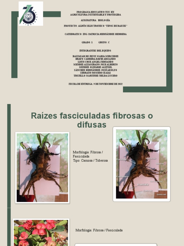 Álbum "Tipos de Raíces" | PDF