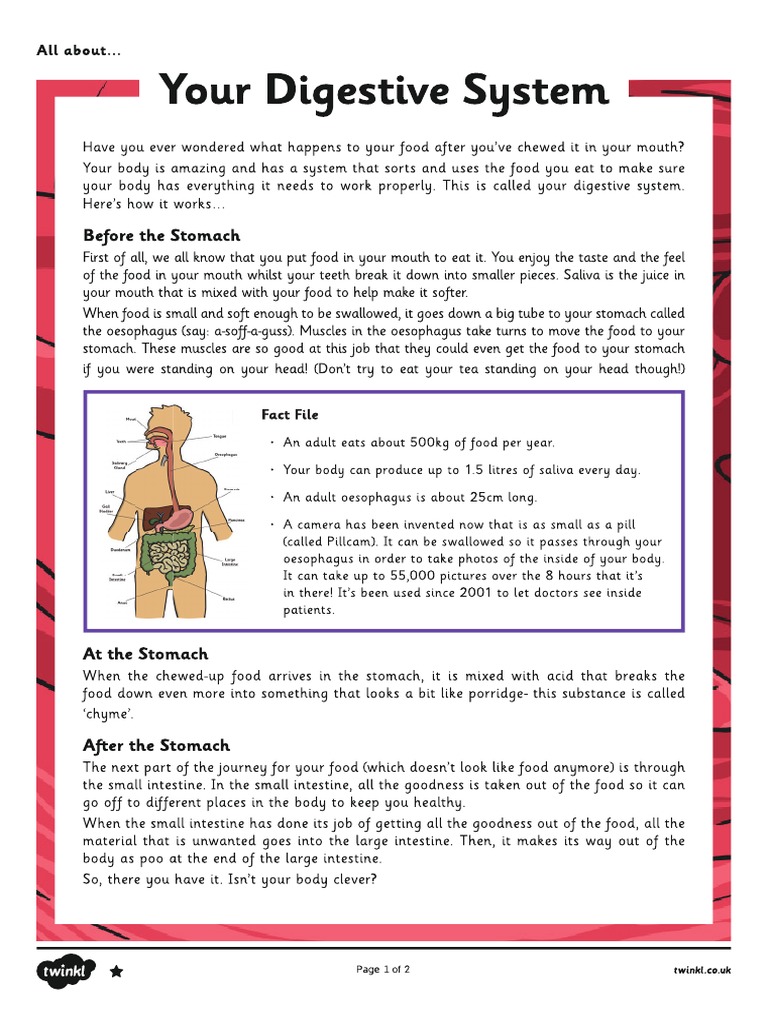 Year 4 Reading Your Digestive System | PDF | Digestion | Stomach