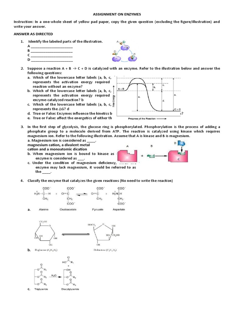 Assignment On Enzymes | PDF | Enzyme | Active Site
