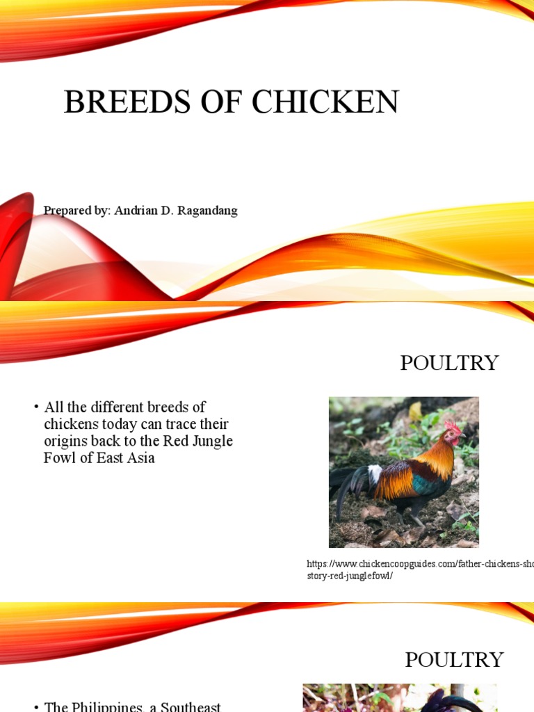 Breeds of Chicken | PDF | Chicken | Ornithology