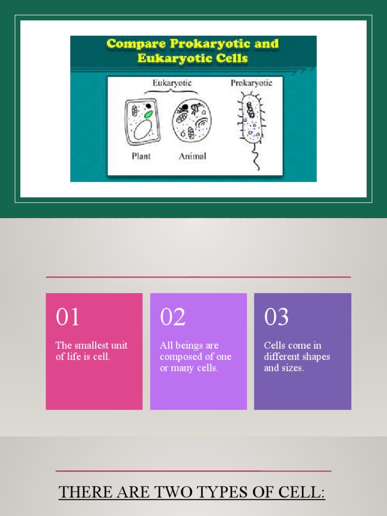 Lesson 3 Prokaryotic VS Eukaryotic Cell | PDF | Cell (Biology) | Bacteria