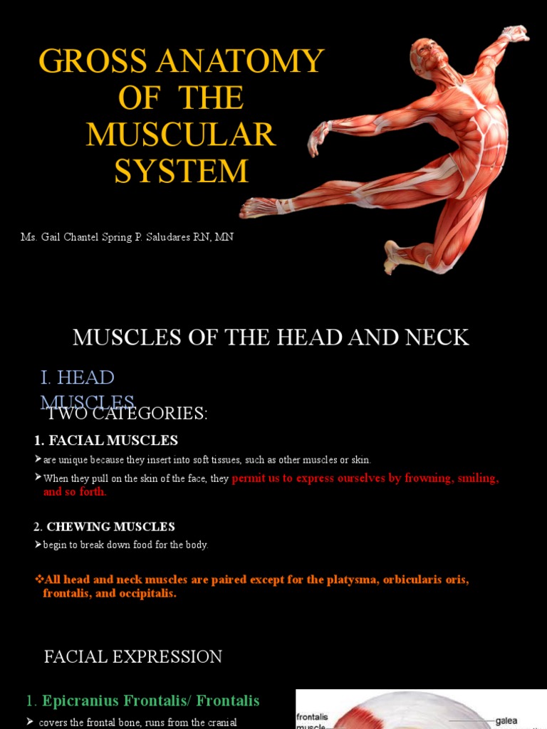 Nursing-AnaPhy-Muscular System Upper Body | PDF | Abdomen | Neck