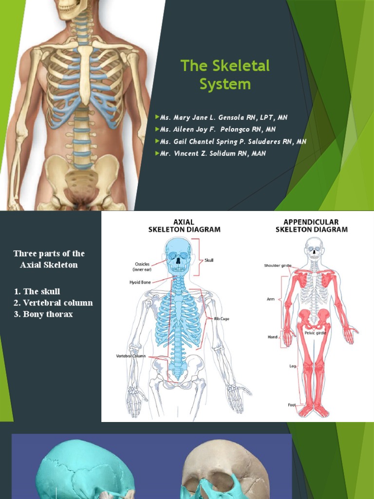 Nursing AnaPhy-Skeletal System Axial Skeleton | PDF | Vertebra | Vertebral Column