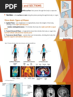 Body Cavities, Regions and Quadrants | PDF | Abdomen | Anatomy