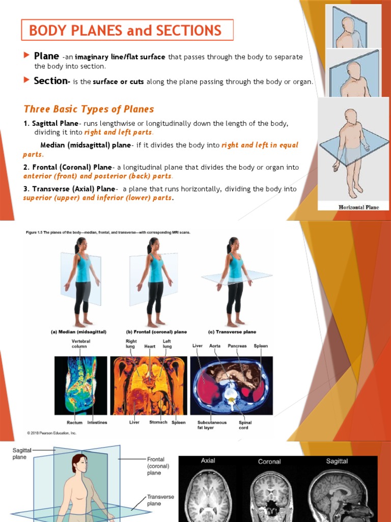 Understanding Body Planes and Sections | PDF | Pelvis | Anatomy