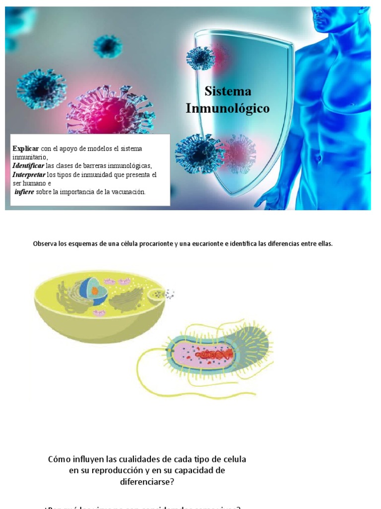 Sistema Inmunitario | PDF | Sistema inmune | Linfocitos