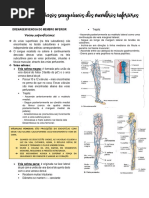 11 - Região Poplítea | PDF | Joelho | Anatomia humana