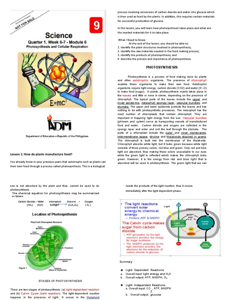 Photosynthesis and Cellular Respiration | PDF | Cellular Respiration ...