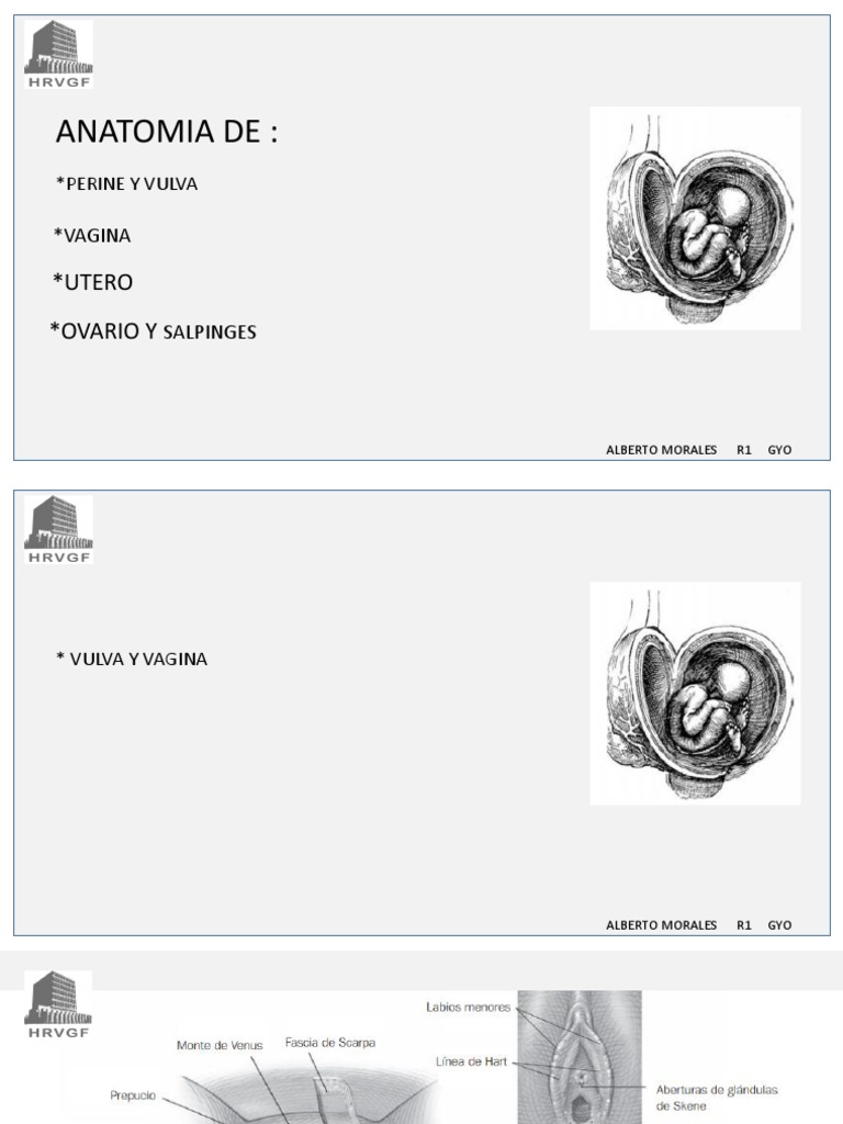 Anatomia de La Vulva | PDF | Vagina | Ginecología