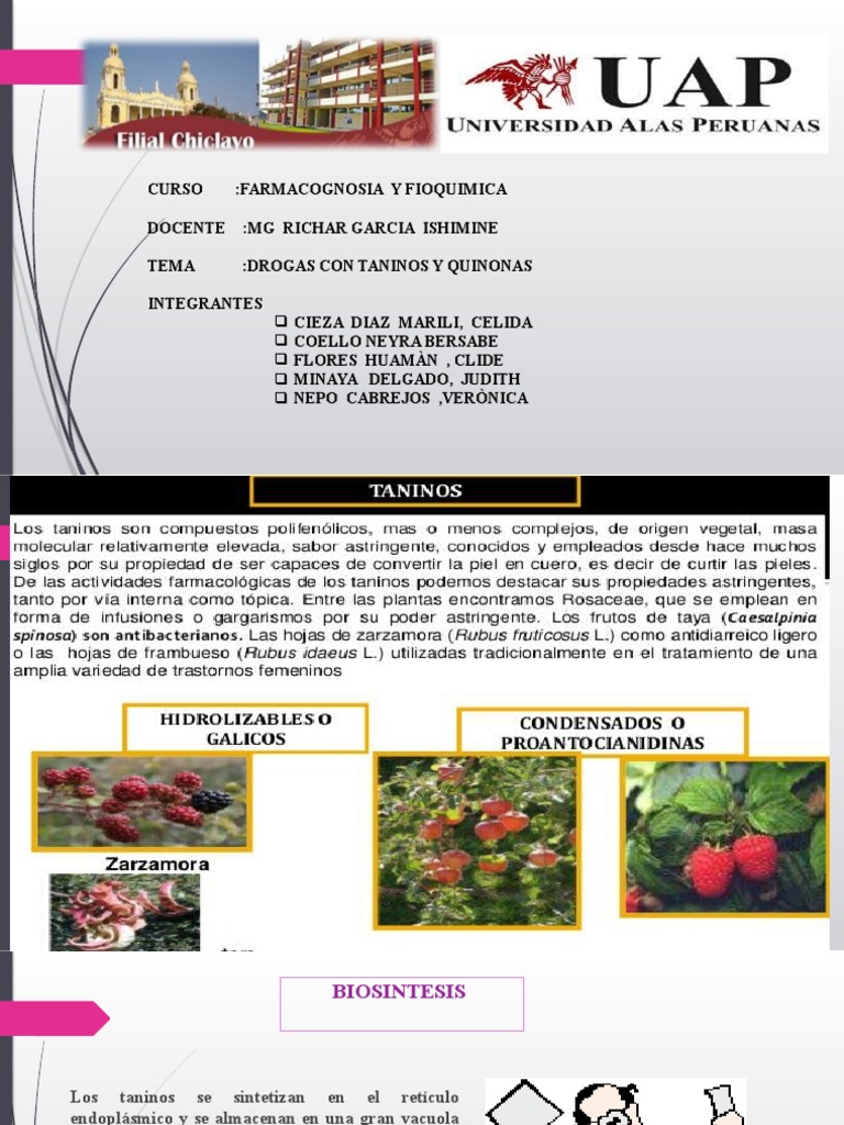 Taninos y Quinonas en Farmacognosia | PDF | Flavonoide | Antioxidante