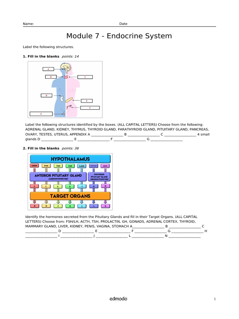 Endocrine System Labeling Exercise | PDF | Wellness