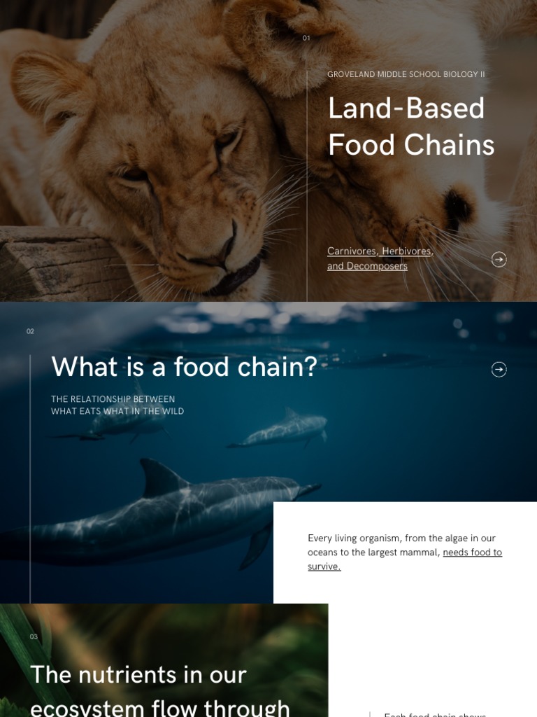 Minimalist Photocentric Food Chain Science Talking Presentation | PDF | Science & Mathematics