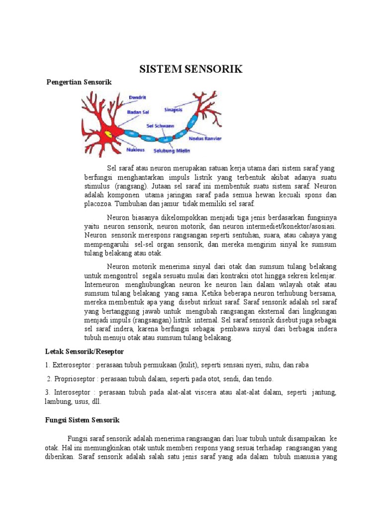 Sistem Sensorik: Fungsi dan Anatomi | PDF