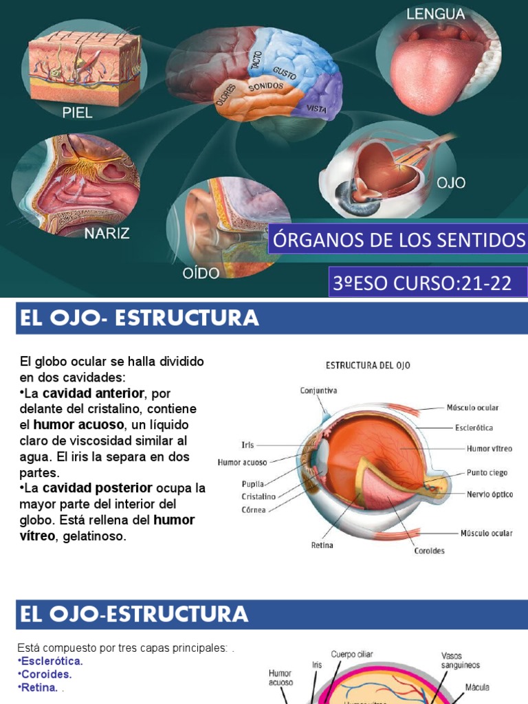 Estructura y Función del Ojo | PDF | Ojo humano | Percepción visual