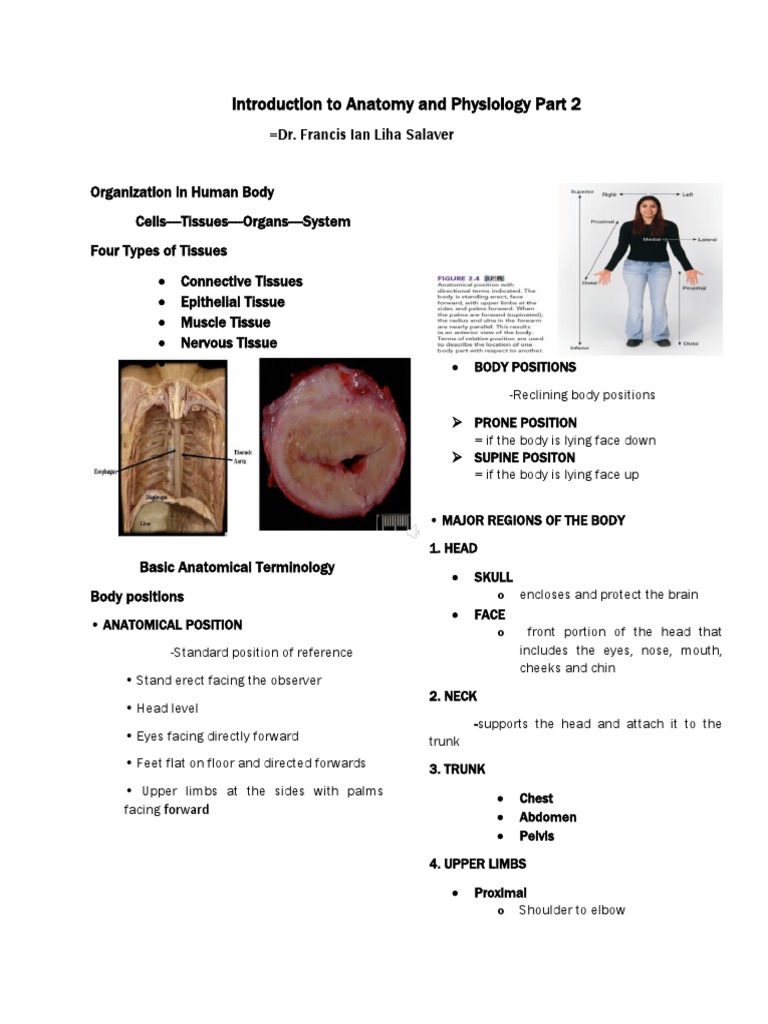 Anatomy and Physiology Overview | PDF | Anatomical Terms Of Location ...