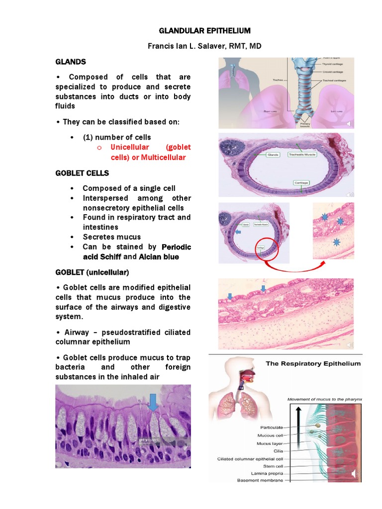 Glandular Epithelium Pdf Epithelium Respiratory Tract