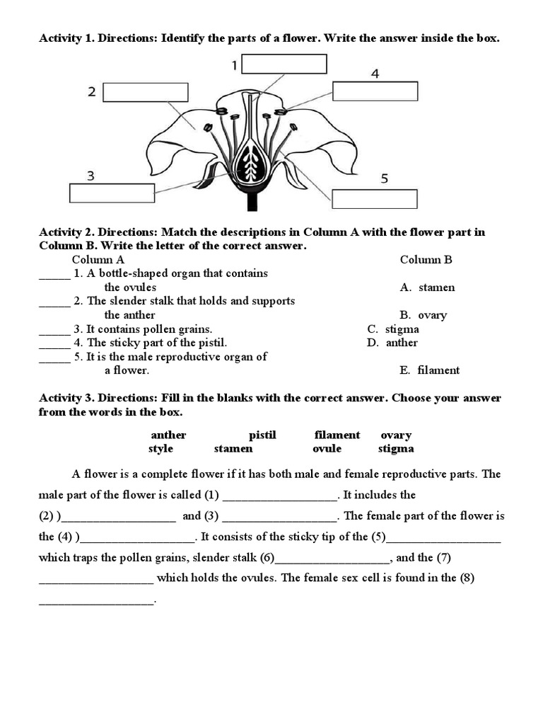Identify Flower Parts Activity Worksheet | PDF