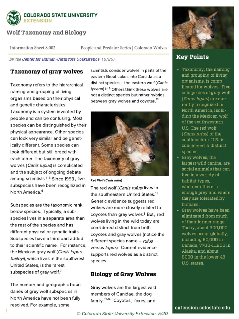 Taxonomy of Gray Wolves: Wolf Taxonomy and Biology | PDF | Subspecies ...