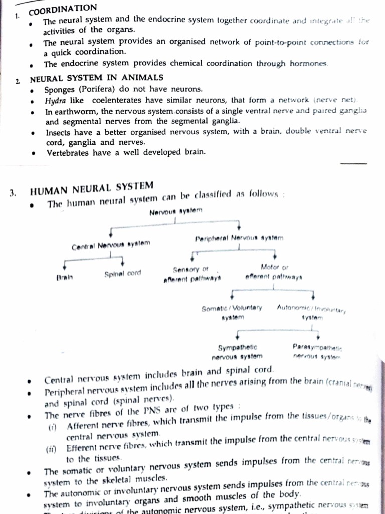 Neural Control and Coordination NOTES | PDF | Nervous System | Neuron