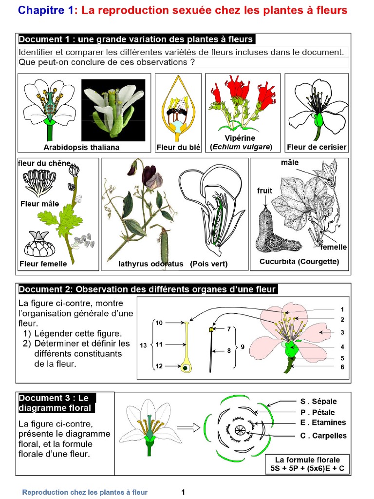 Documents-Reproduction Tcs | PDF