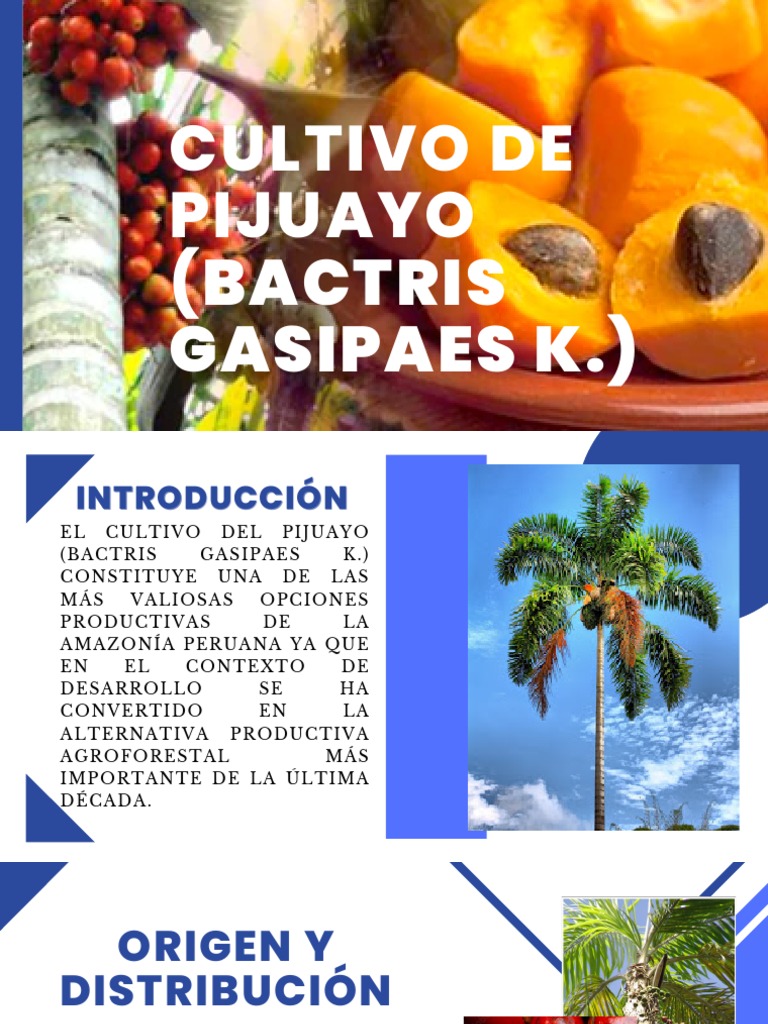 Cultivo y aprovechamiento del pijuayo (Bactris gasipaes K.) en la ...